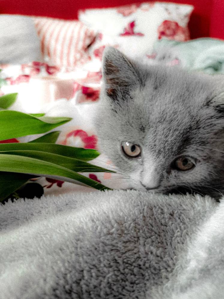 How Ash the cat, changed my life – Dreamer
