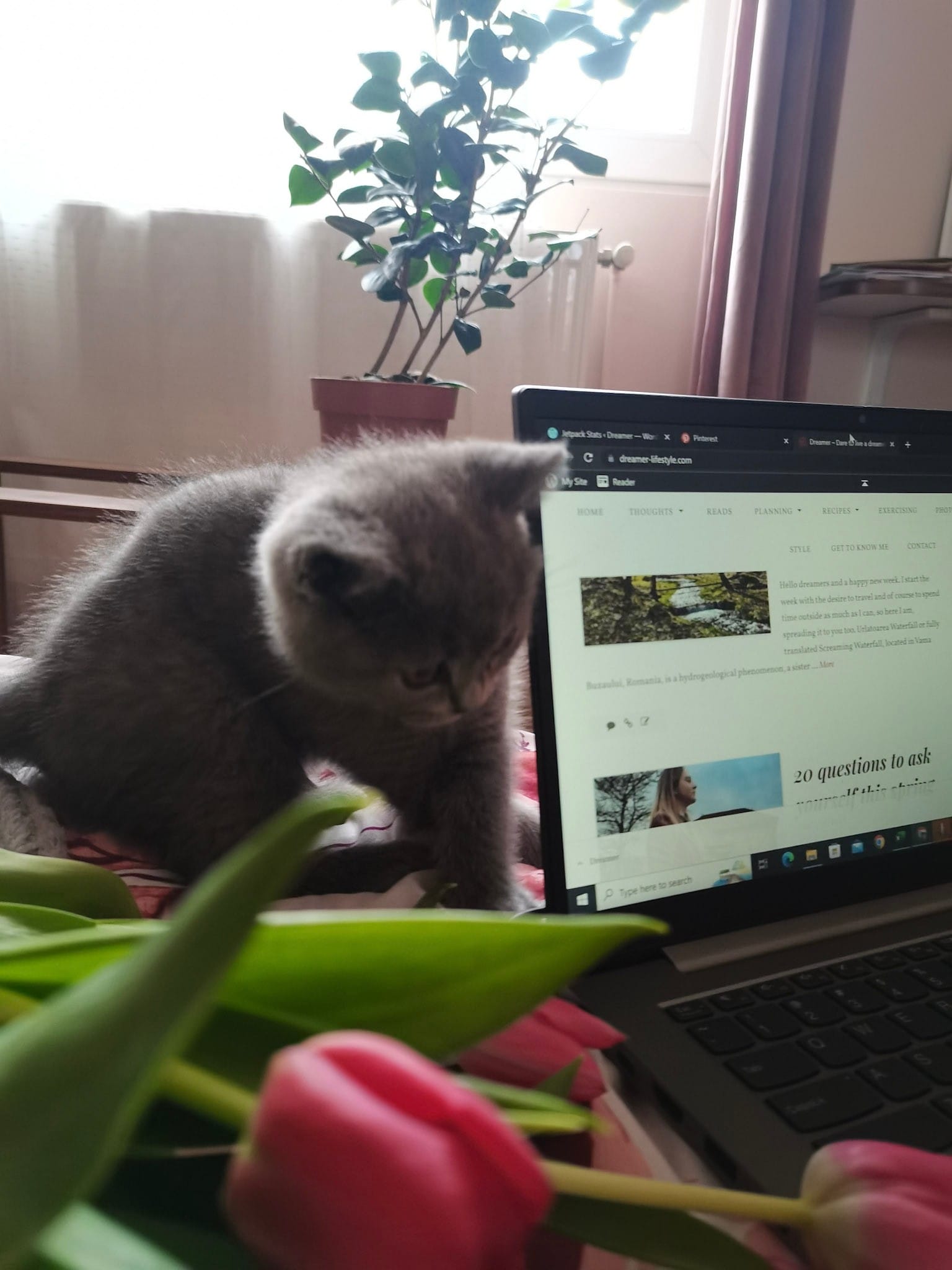 How Ash the cat, changed my life – Dreamer