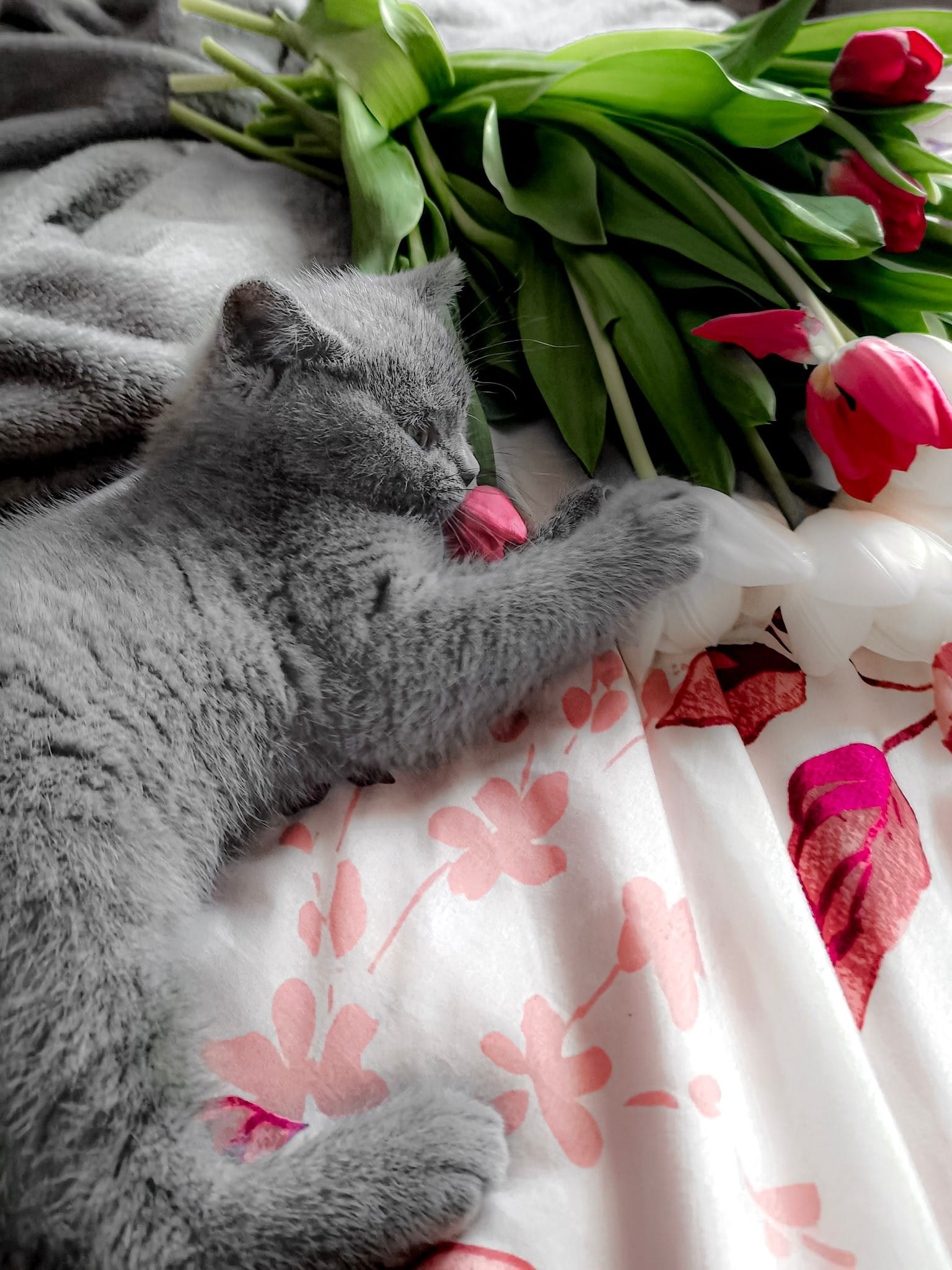 How Ash the cat, changed my life – Dreamer