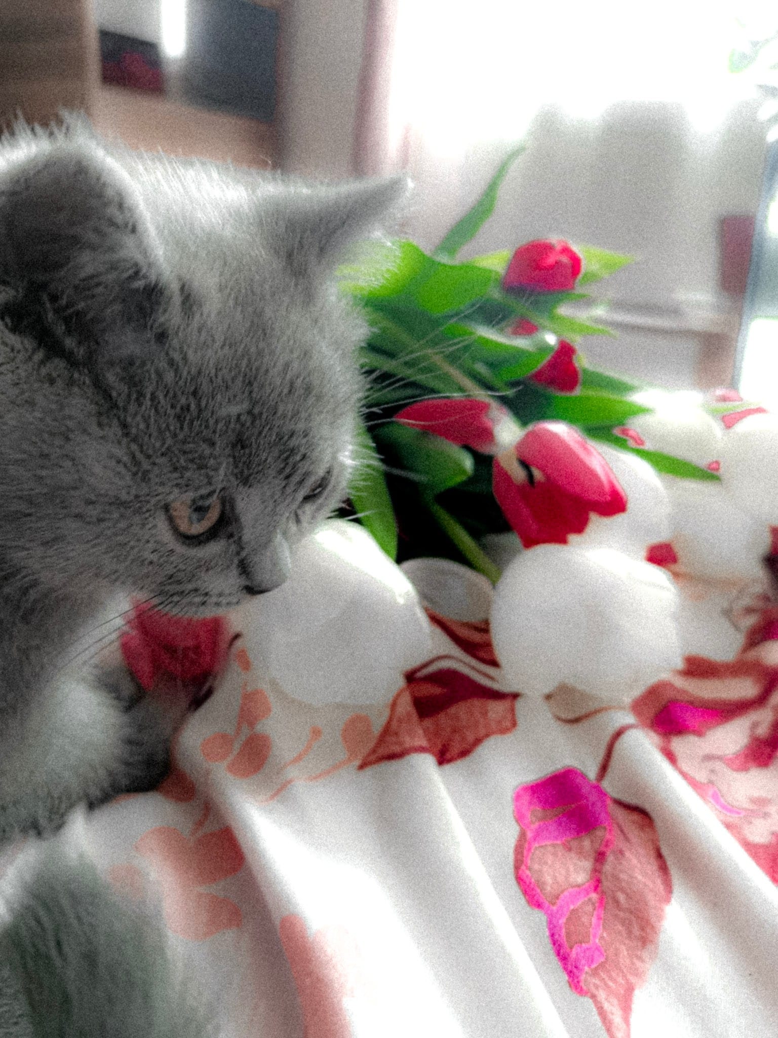 How Ash the cat, changed my life – Dreamer