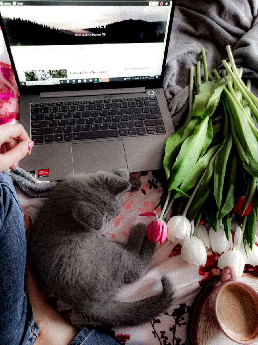 How Ash the cat, changed my life – Dreamer