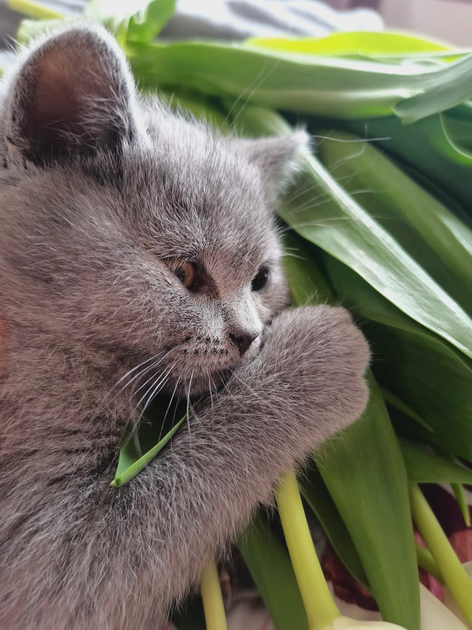 How Ash the cat, changed my life – Dreamer