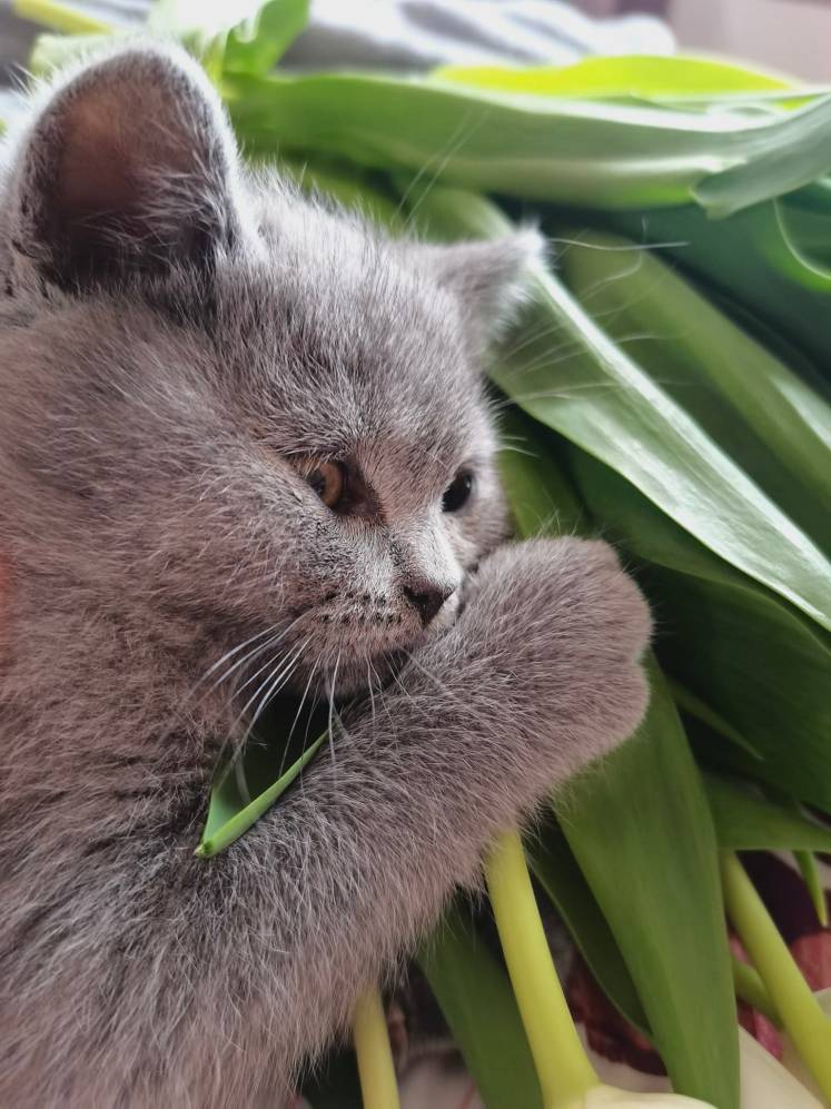 How Ash the cat, changed my life – Dreamer